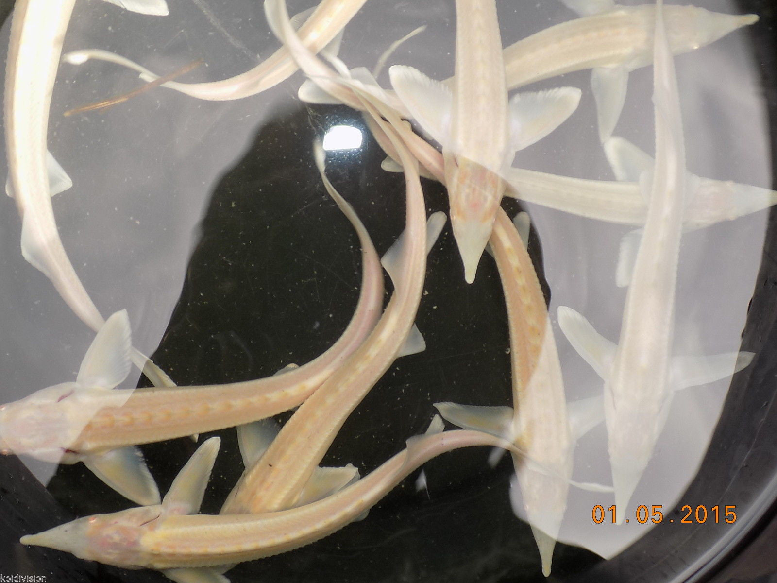 Albino Sterlet Sturgeon 10"-12" – Koidivision